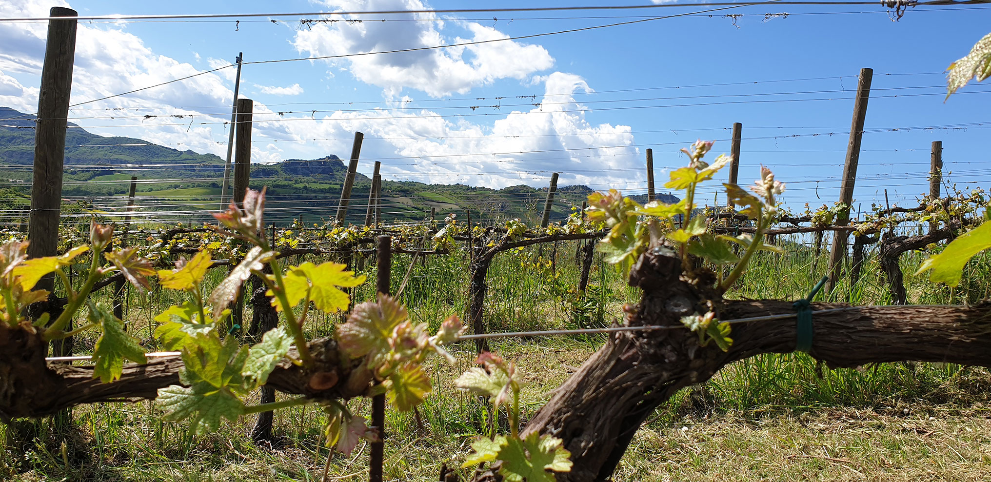 Tenuta Gacci - Gacci